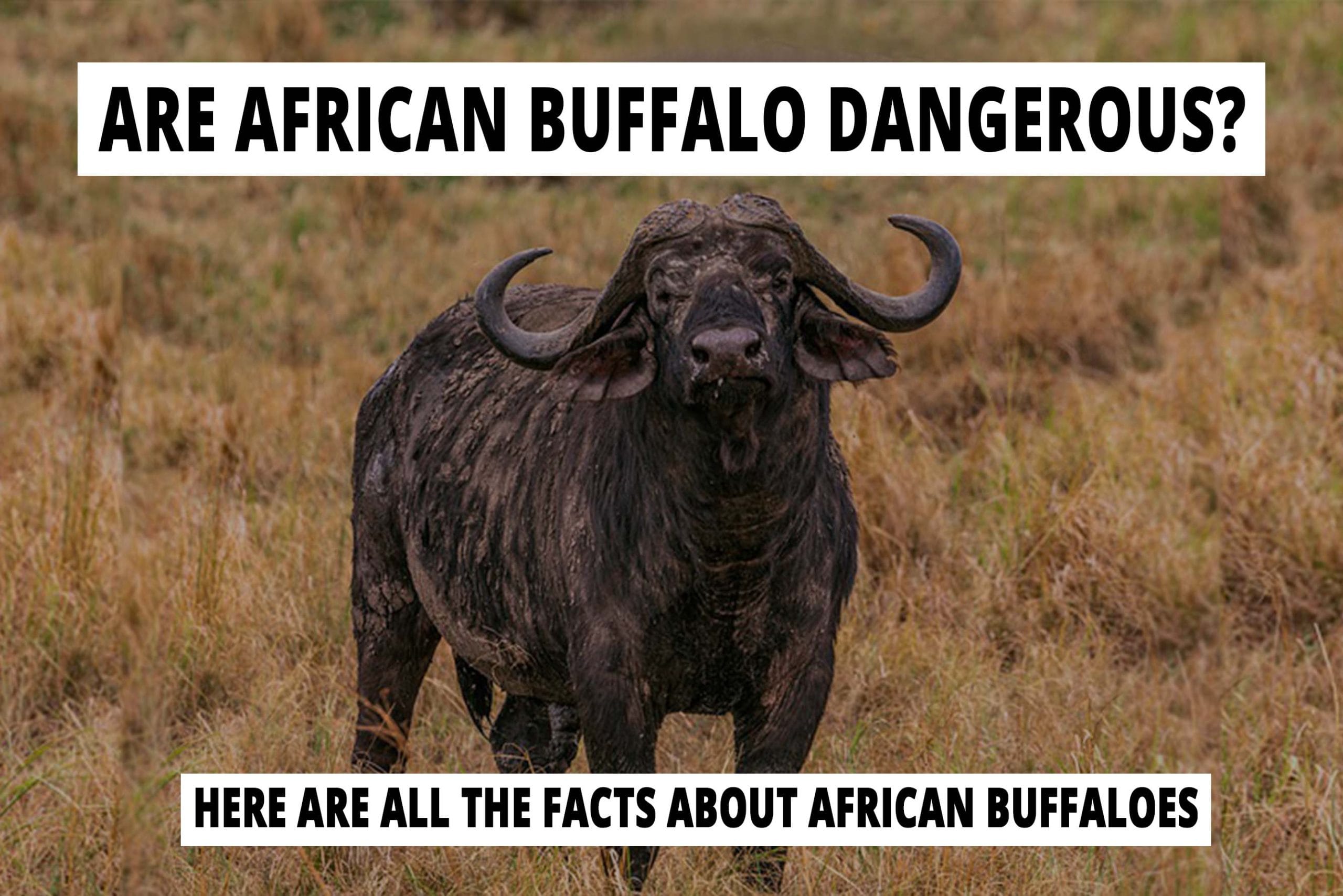 Are African buffalo dangerous? Here are all the facts about African ...