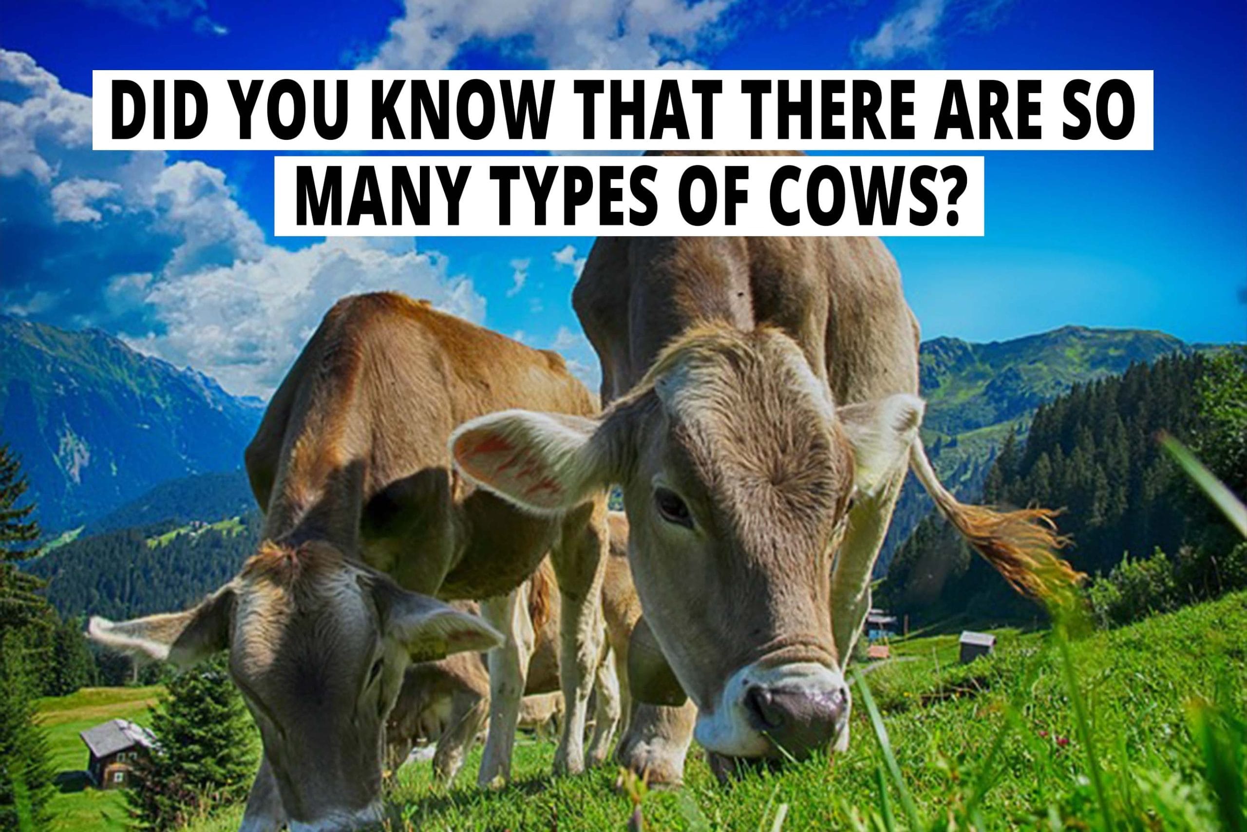 Did you know that there are so many types of cows?