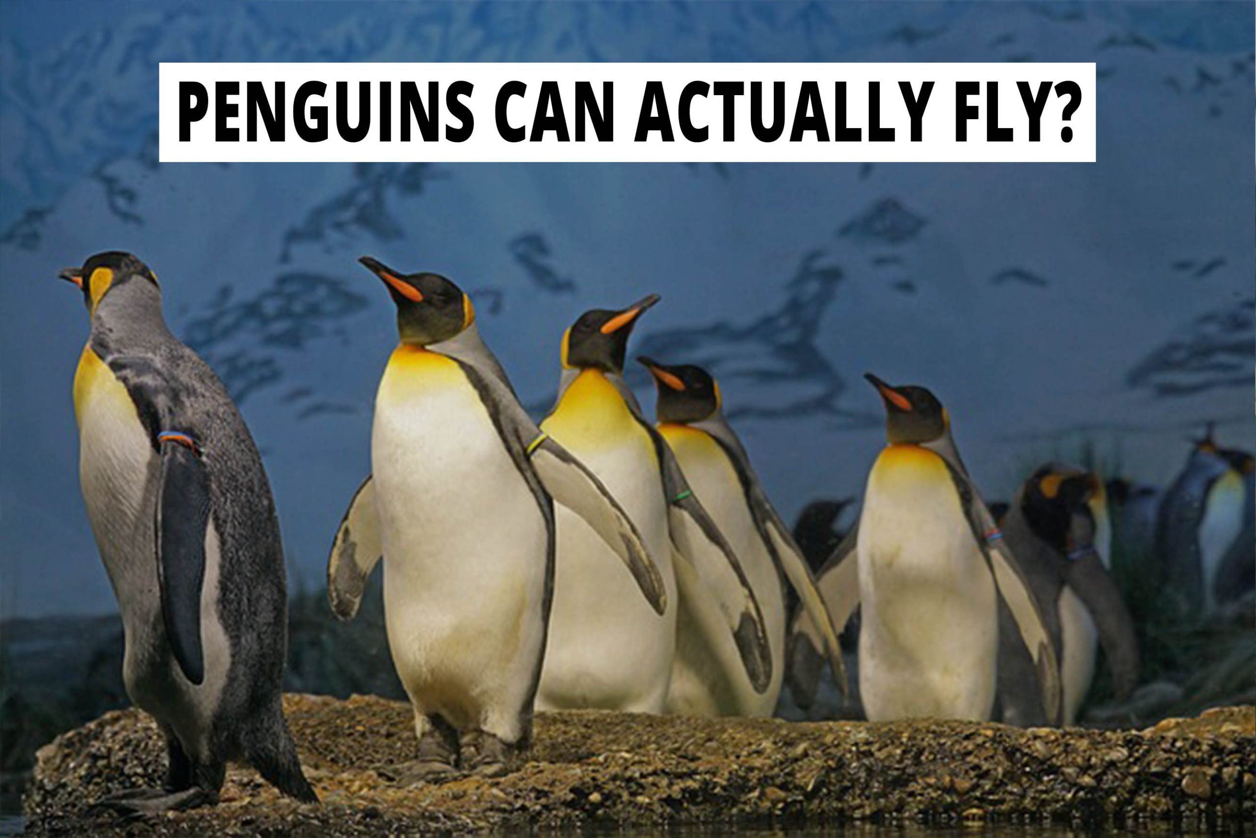 Penguins can actually fly?