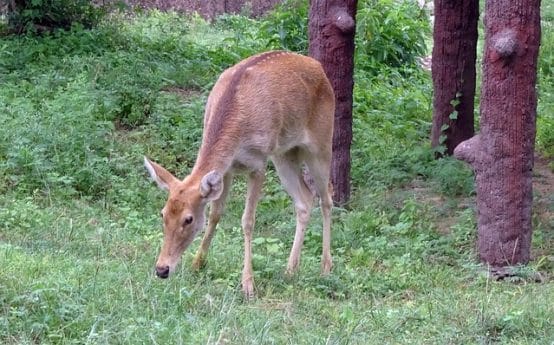 Did you know how many deers in the world?