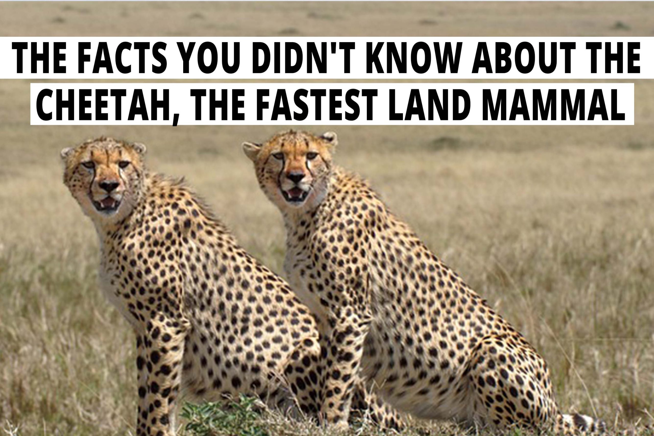 The Facts You Didn’t Know About The Cheetah, The Fastest Land Mammal.